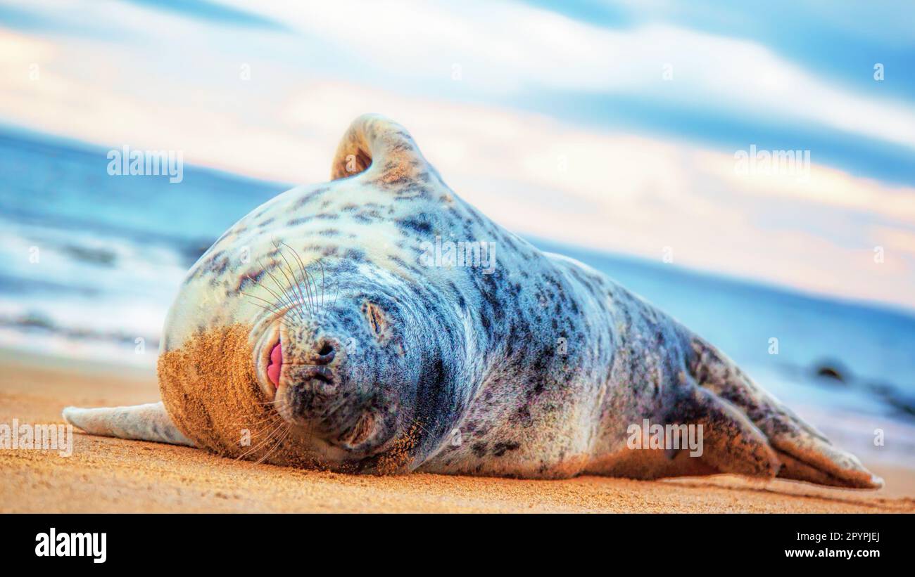 Weaned young grey seal sleeping on a beach Stock Photo - Alamy