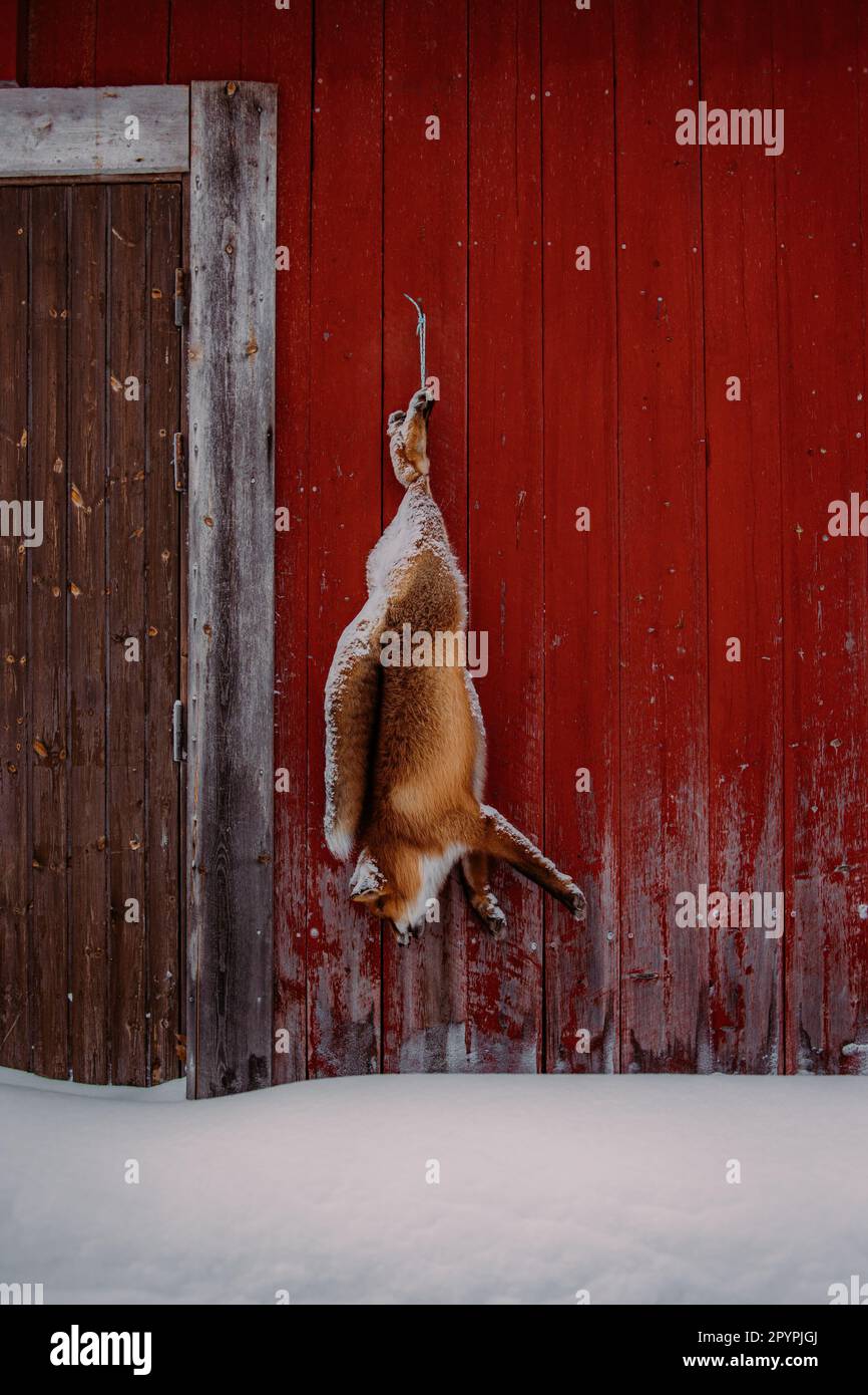 A red wooden wall in a winter outdoor setting has a dead fox slung over ...