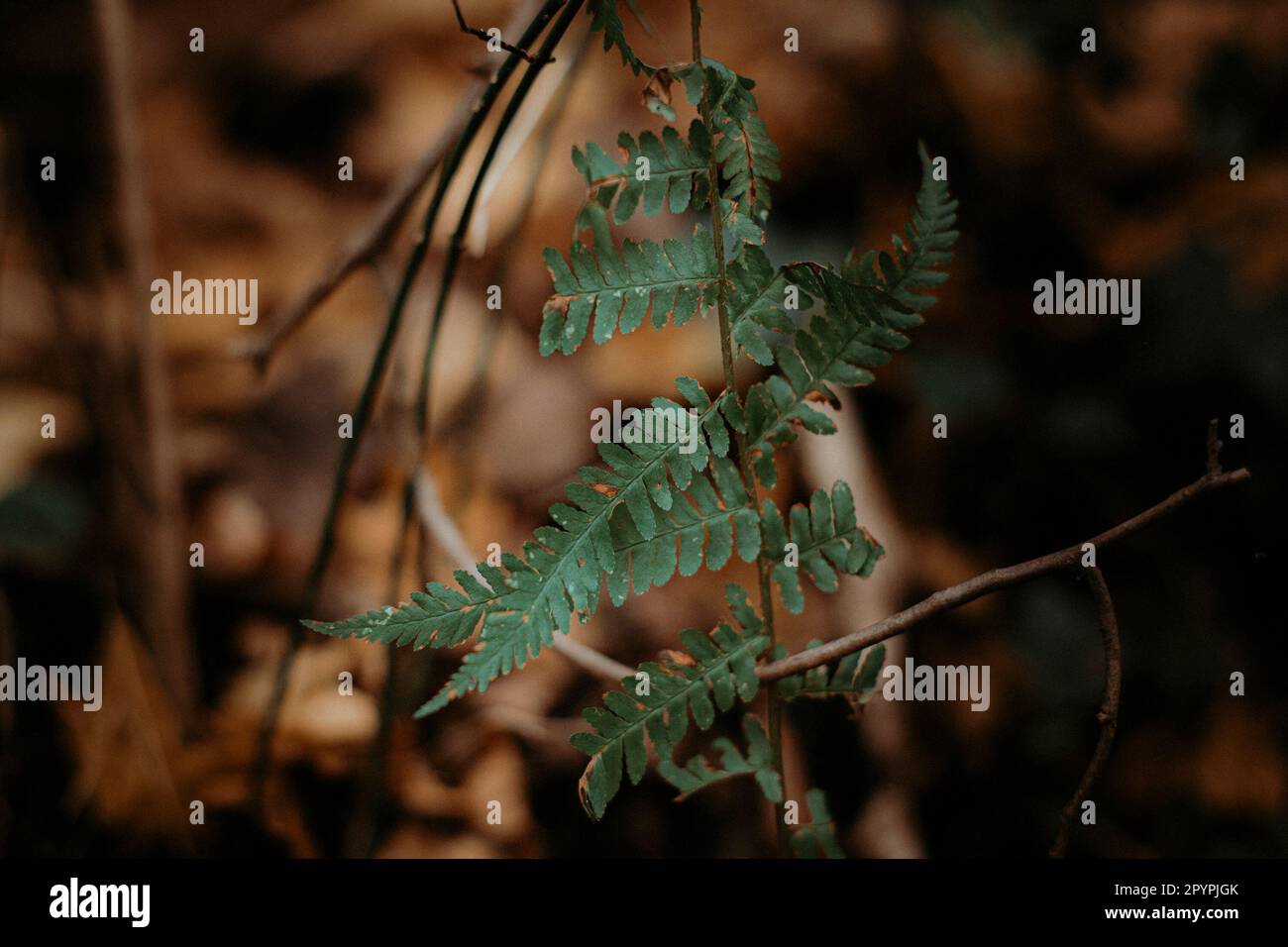 A vibrant green plant sprouting from a thin twig in a lush and vibrant ...