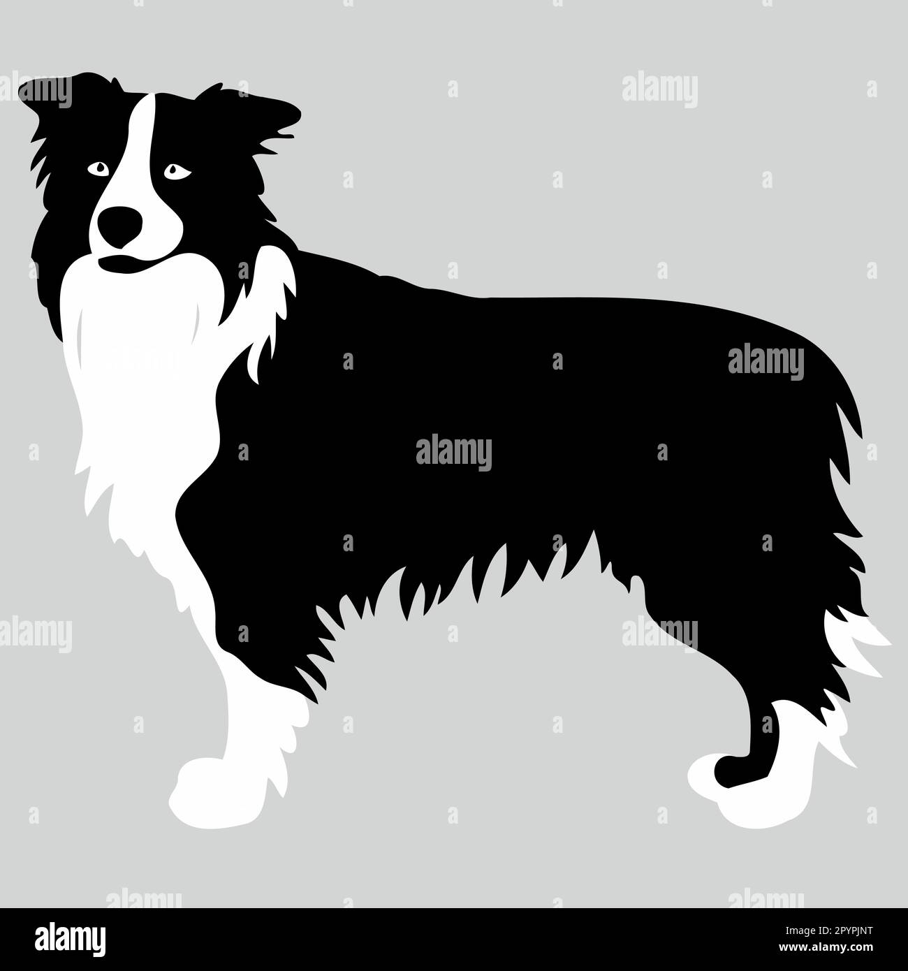 Border collie silhouette vector vectors hi-res stock photography and ...