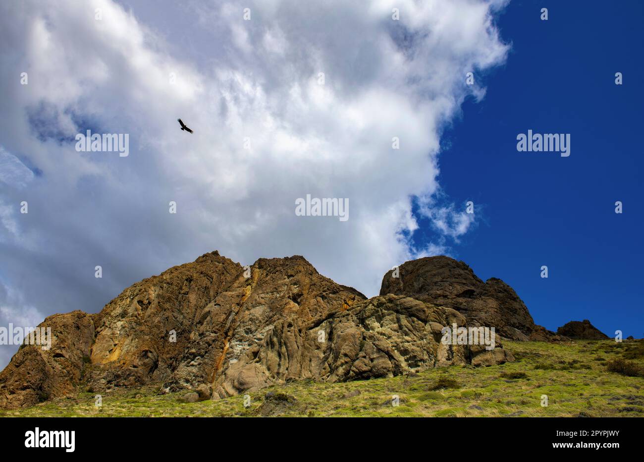 Condor over the Argentinian Andes Stock Photo - Alamy