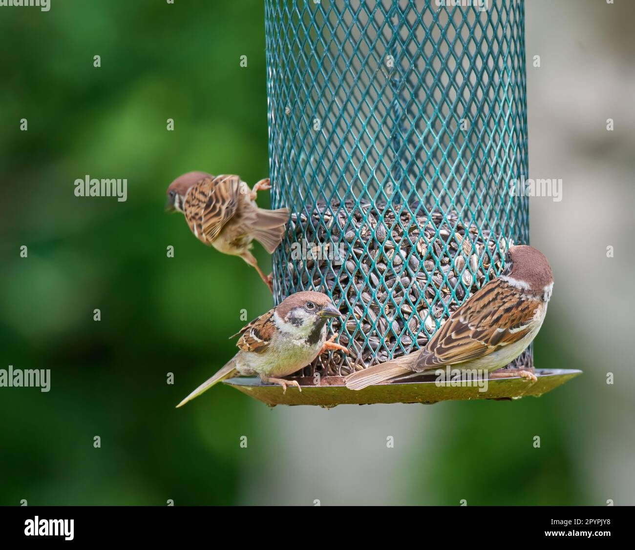 Sparrow. Sparrows are a family of small passerine birds, Passeridae ...
