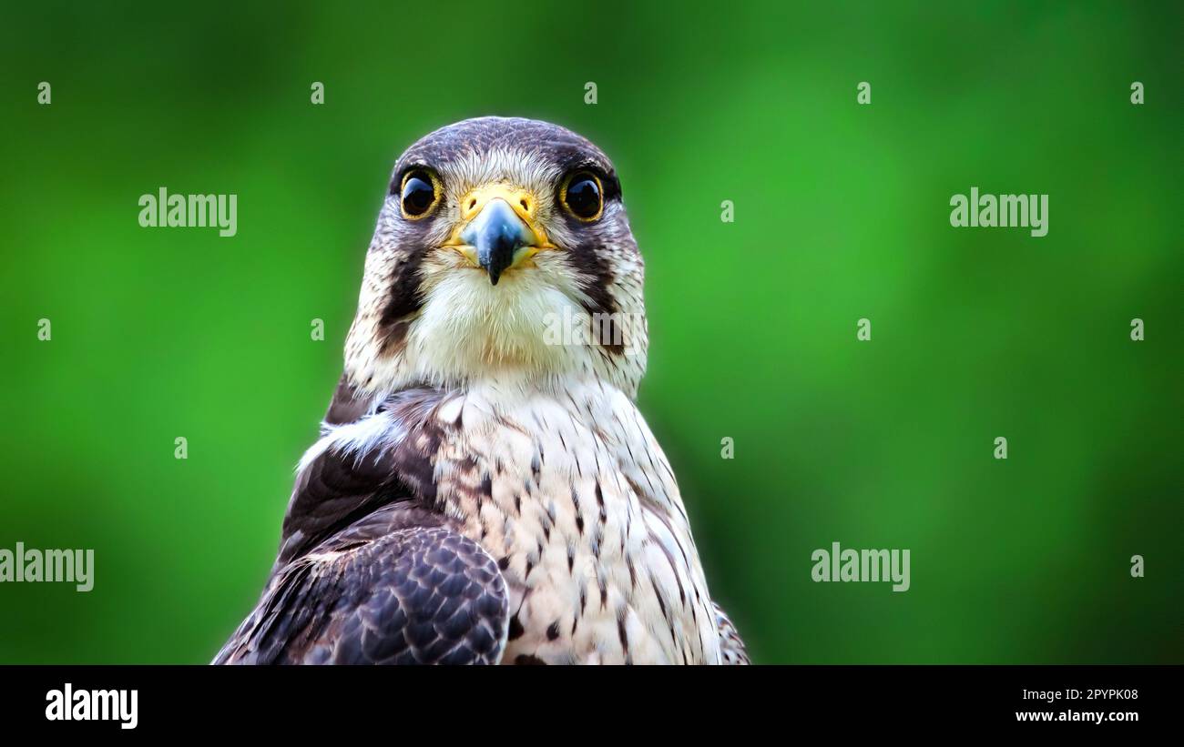 Lanner falcon, bird of prey Stock Photo - Alamy