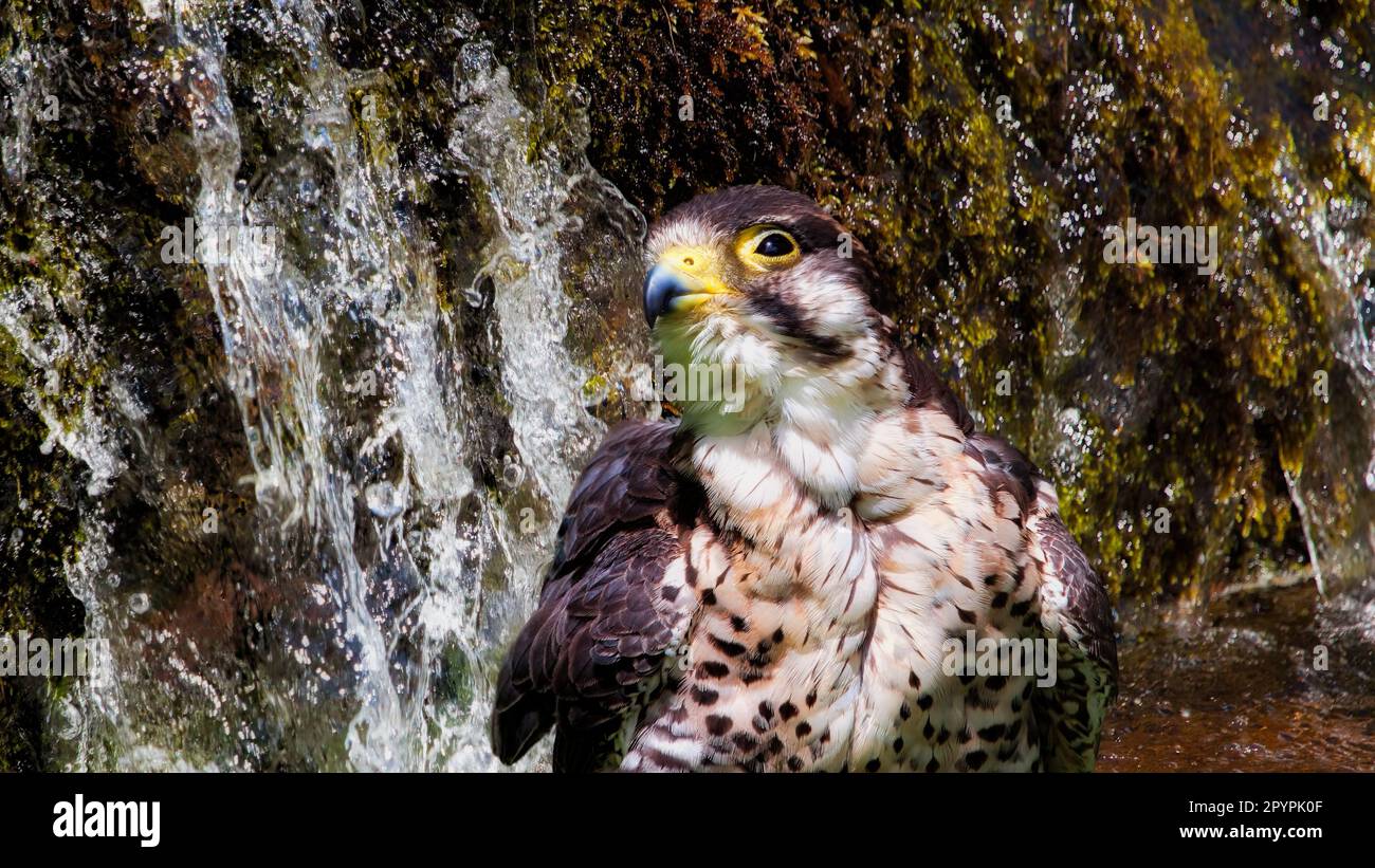 Lanner falcon by a waterfall Stock Photo - Alamy