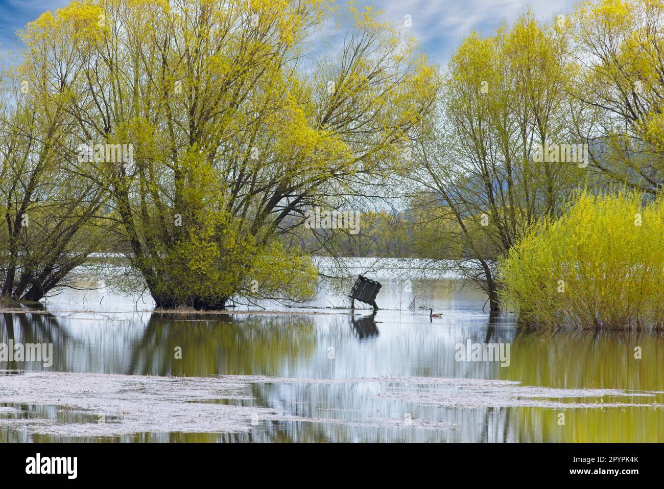 A landscape photograph os yellow willow trees standing in a flooded ...