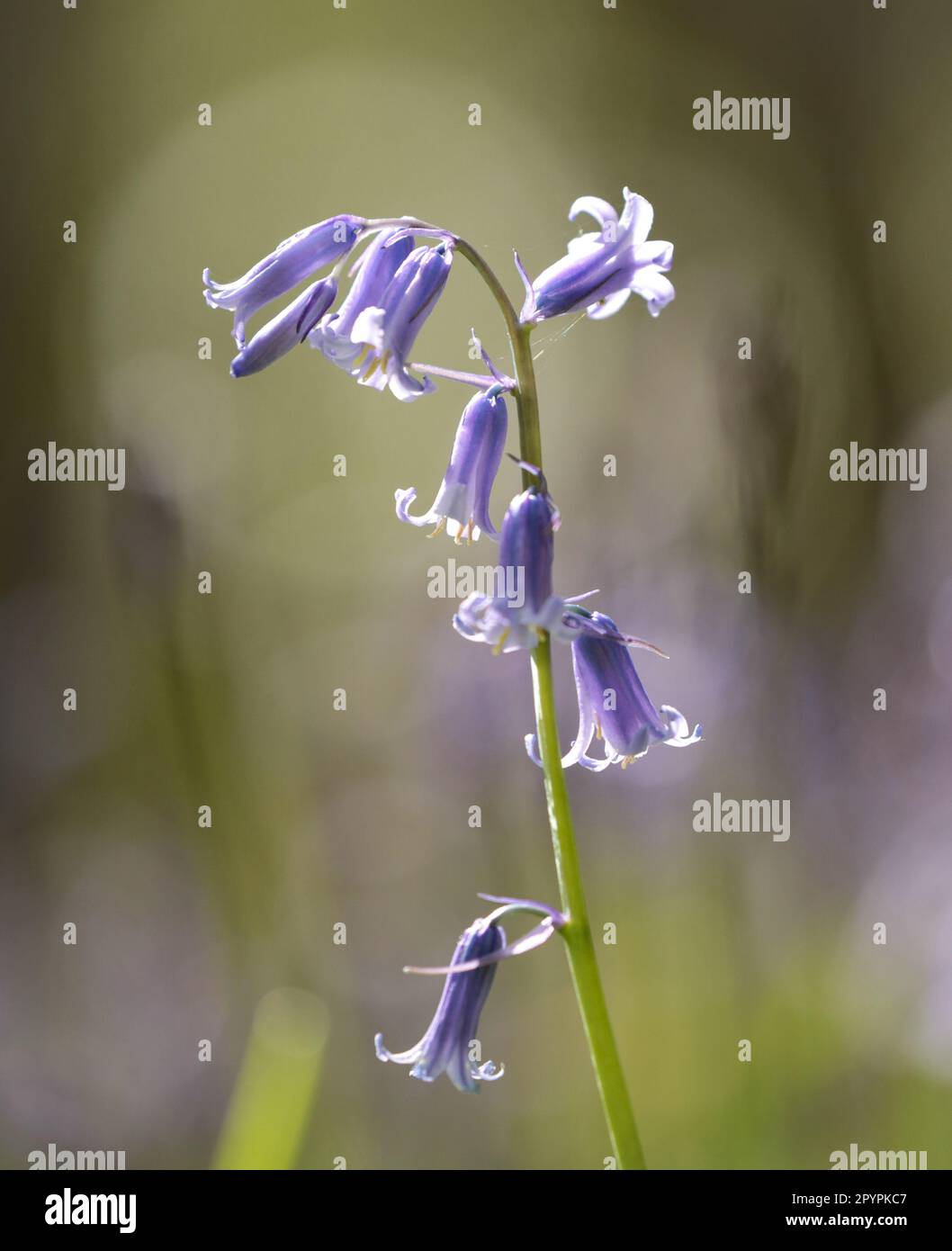 Bluebell flolwers hi-res stock photography and images - Alamy