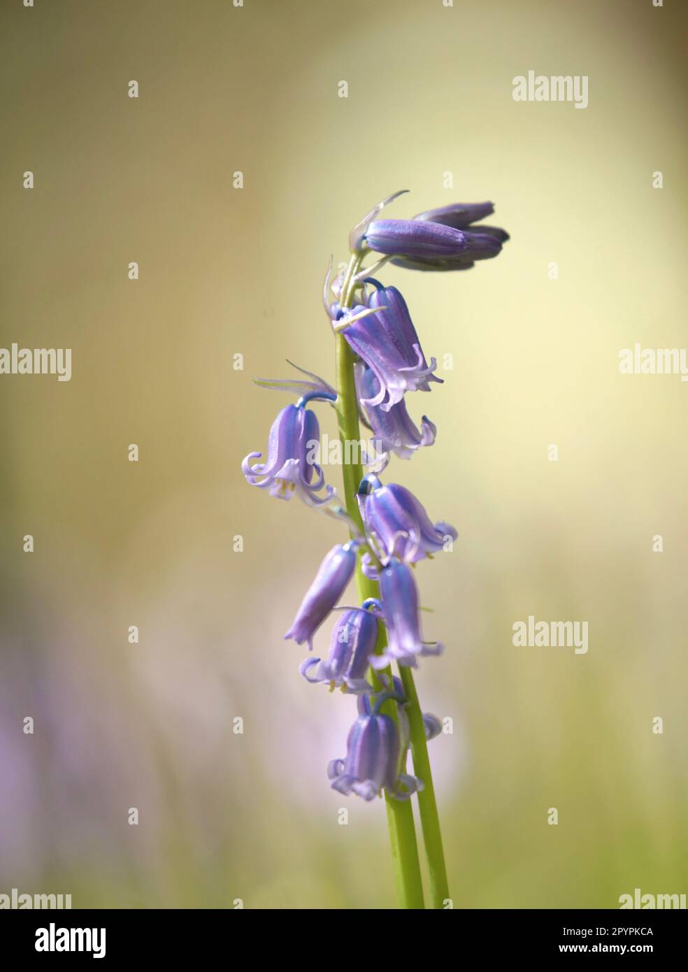 Blue flolwers hi-res stock photography and images - Alamy