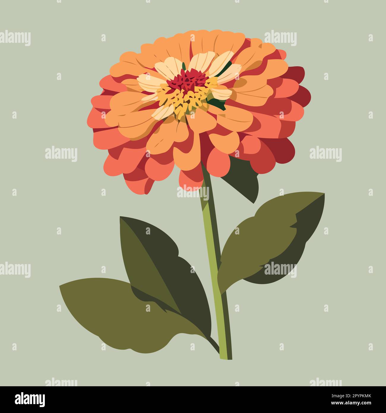 Zinnia flowering plant isolated minimalist vector illustration Stock ...