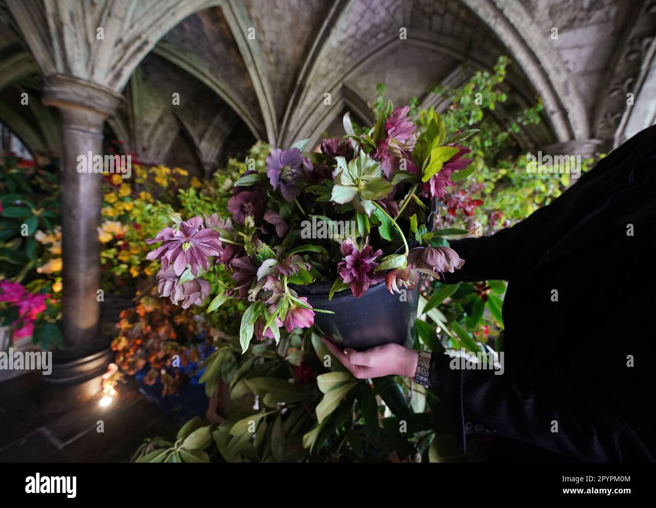 Some of the coronation service flowers, including hellebores, at ...