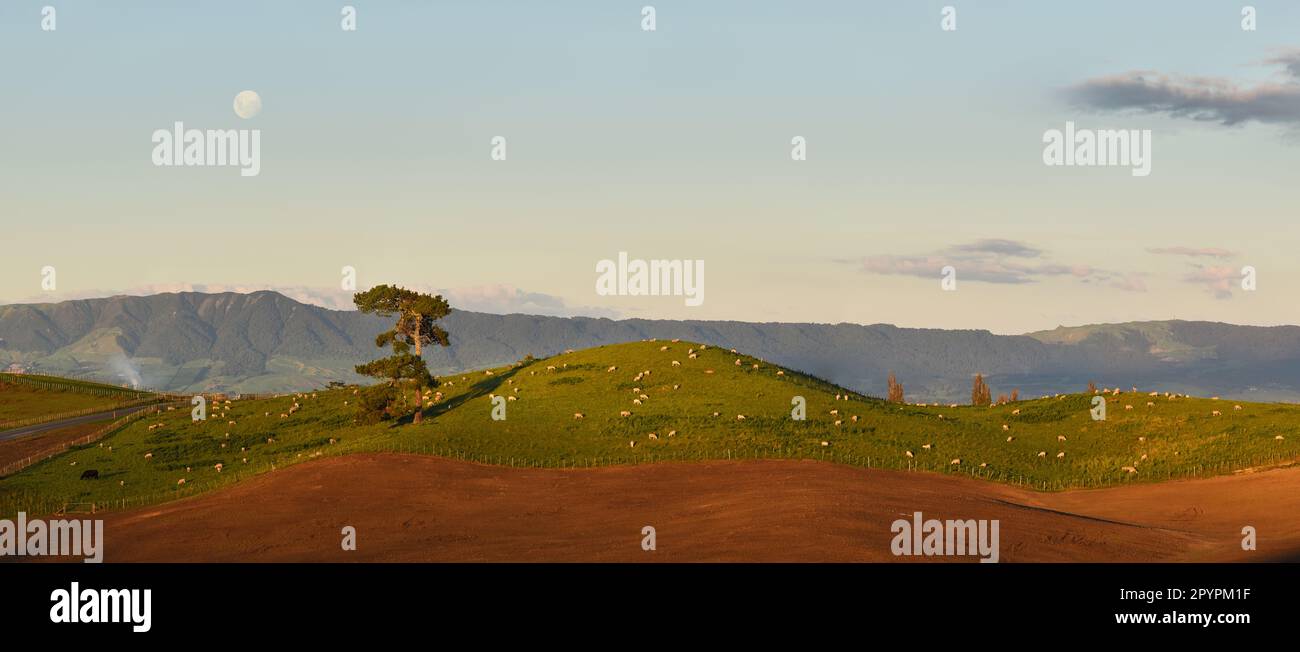 Matamata piako district hi-res stock photography and images - Alamy