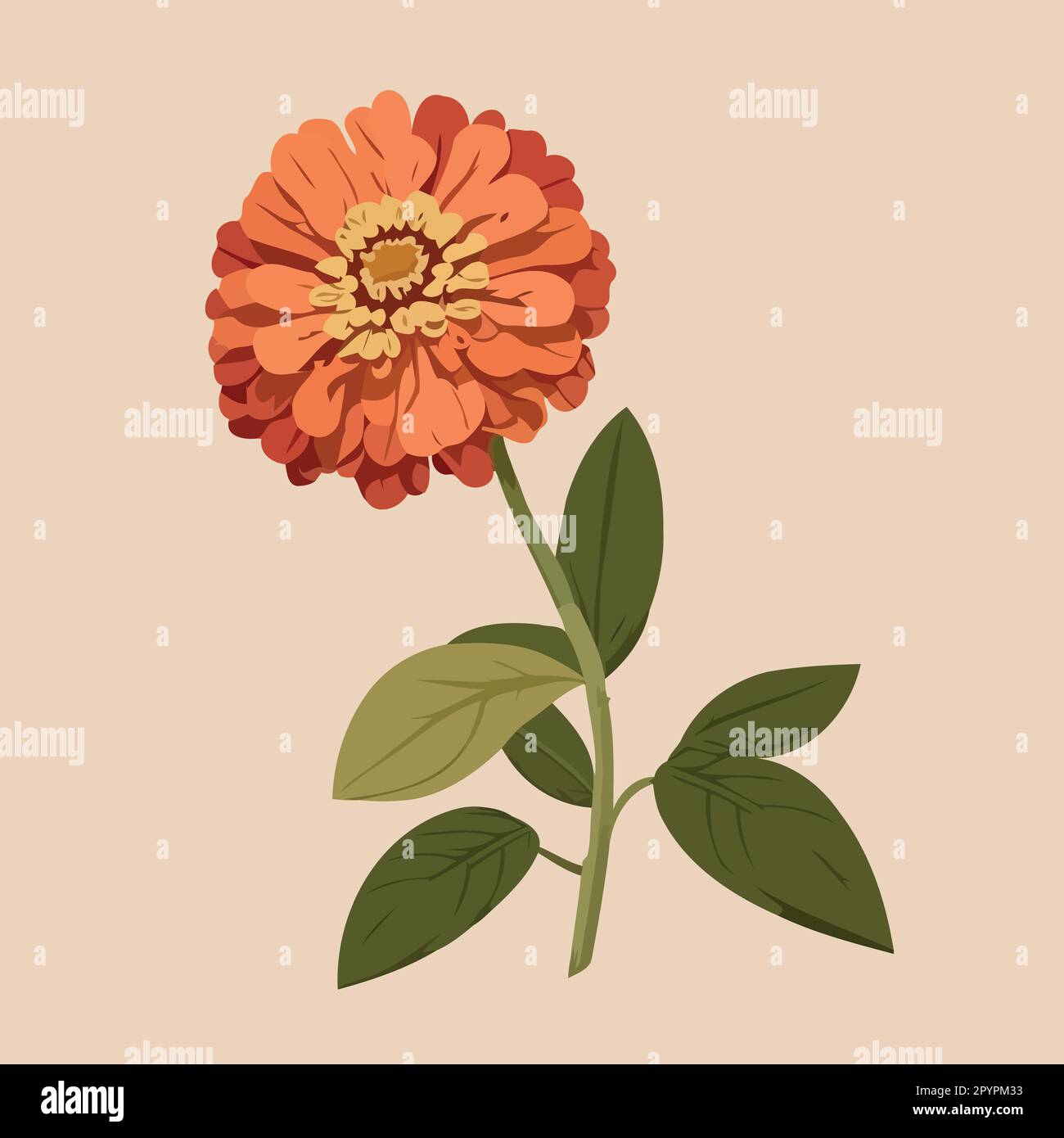 Zinnia elegans vector vectors hi-res stock photography and images - Alamy