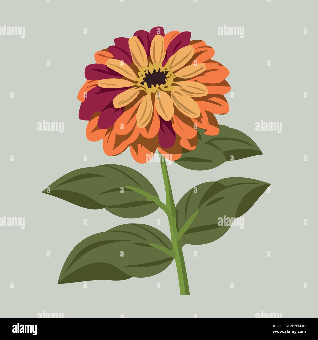 Zinnia vector vectors hi-res stock photography and images - Alamy
