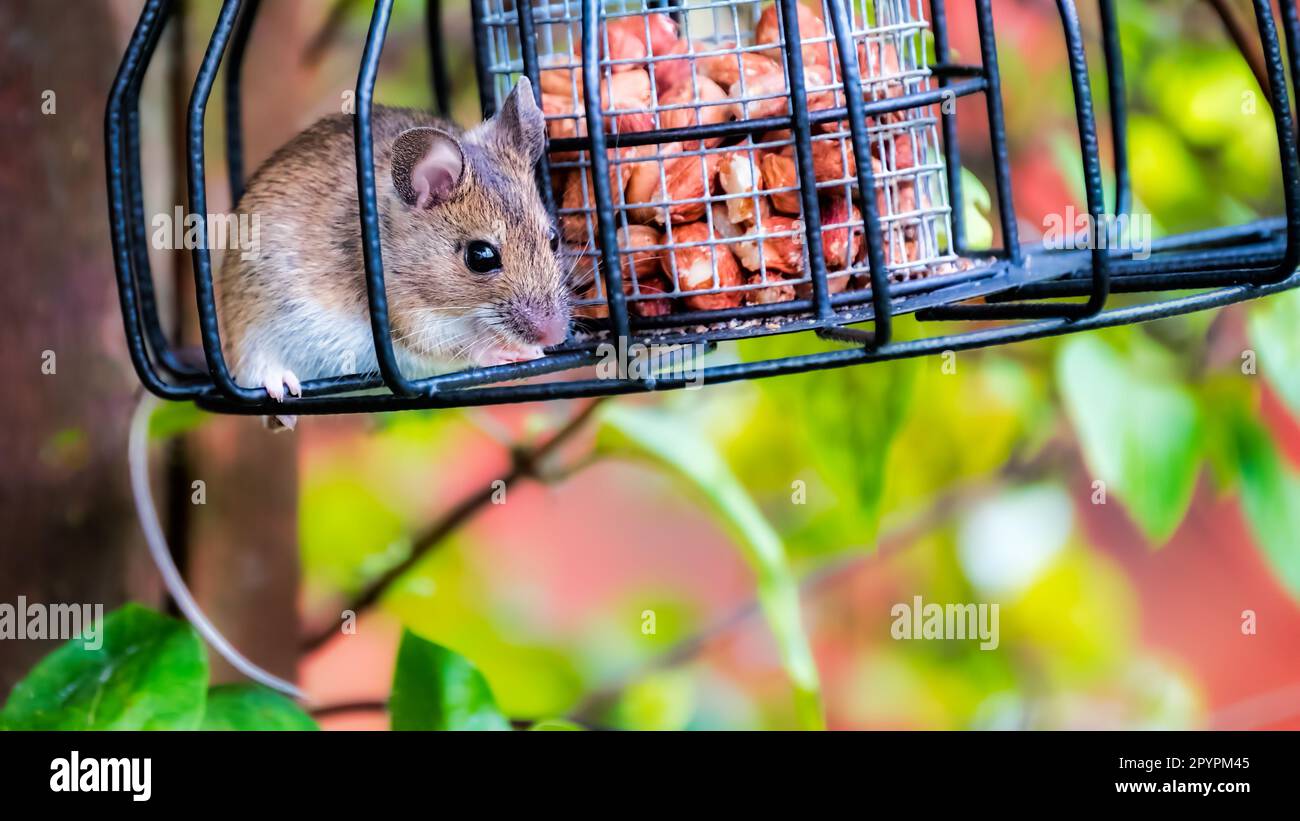 Mouse stealing nuts from a bird feeder Stock Photo - Alamy