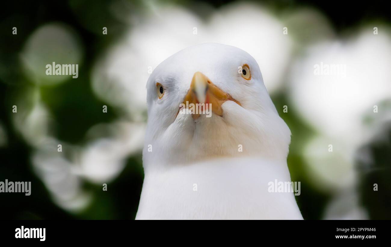 Herring gull face hi-res stock photography and images - Alamy