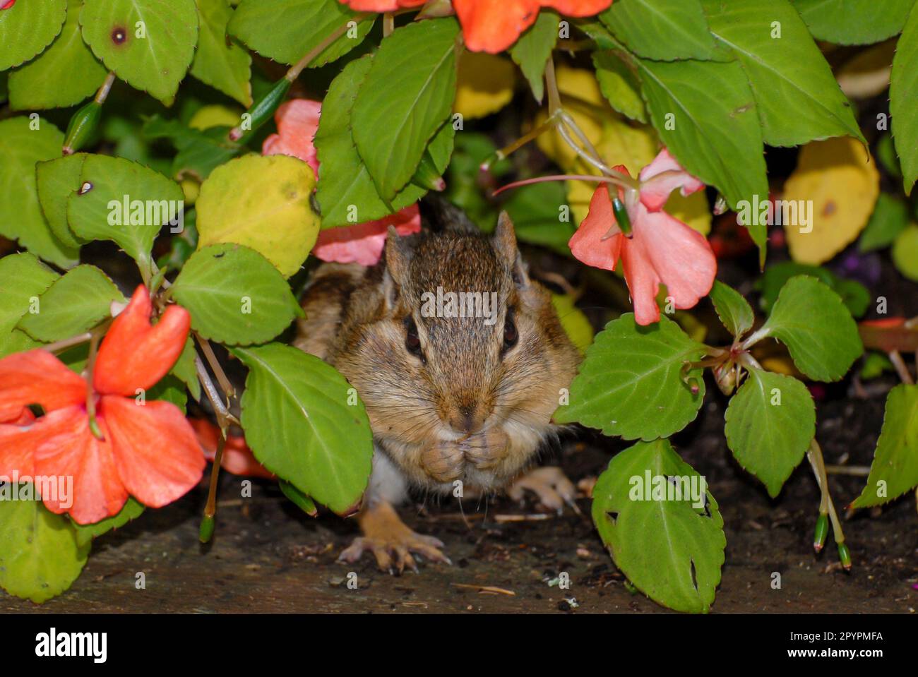 Bayfield, Wisconsin. Chequamegon-Nicolet National Forest. Eastern ...