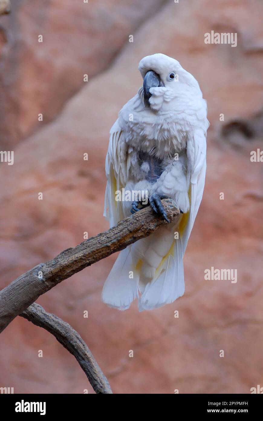 Sulphur-crested Cockatoo, Cacatua galerita is a large white parrot that ...