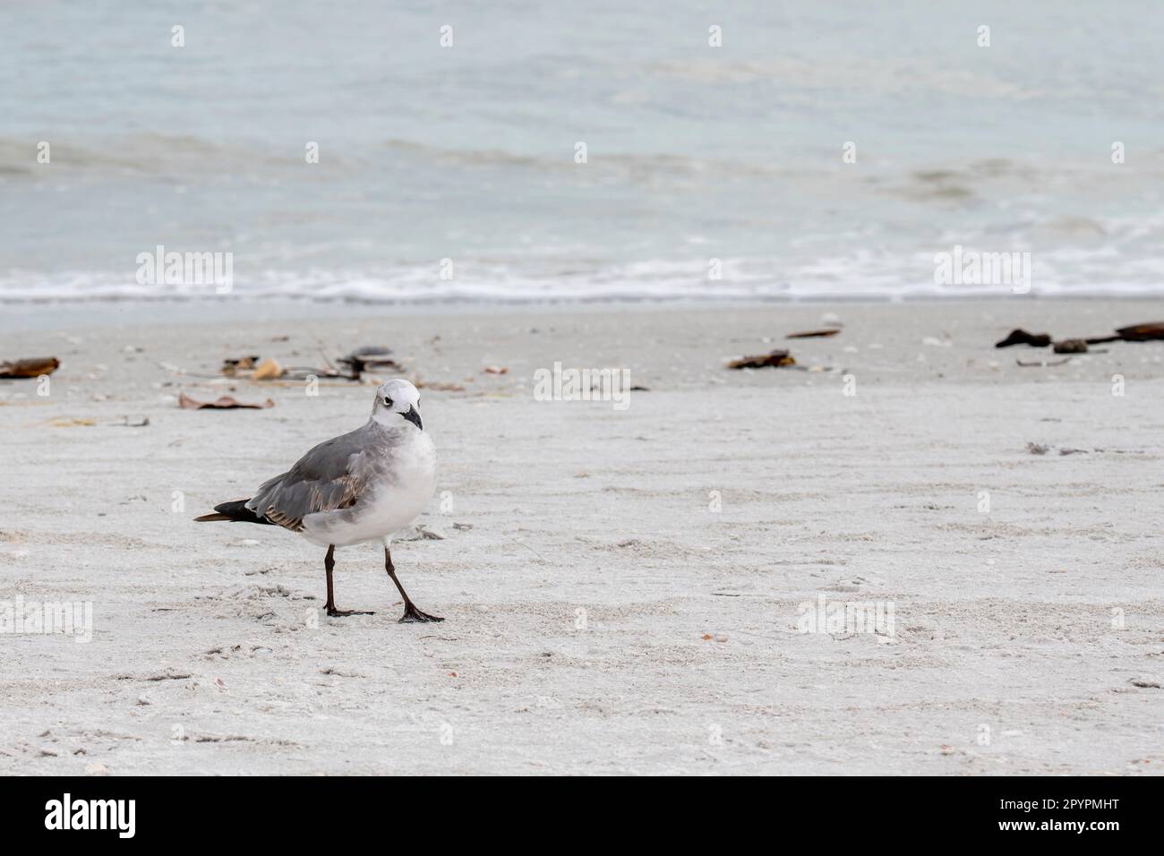 Florida. 1st winter Laughing Gull, (Leucophaeus atricilla) on the shore ...