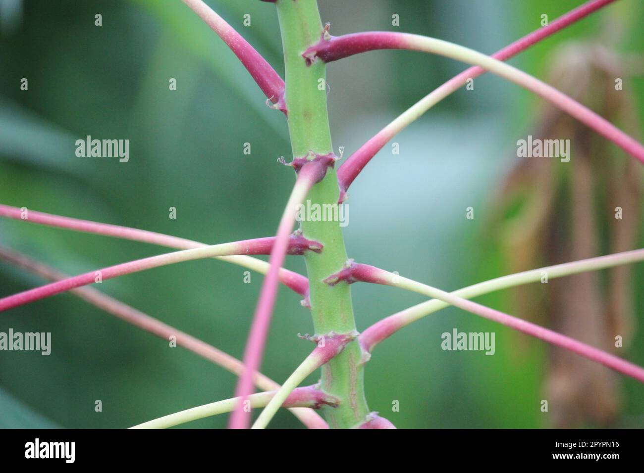 Cassava stem hi-res stock photography and images - Alamy