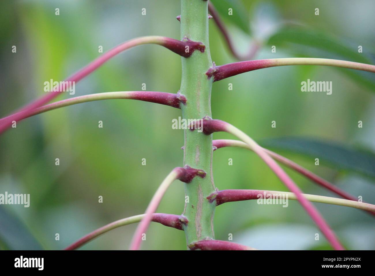 Cassava stem hi-res stock photography and images - Alamy