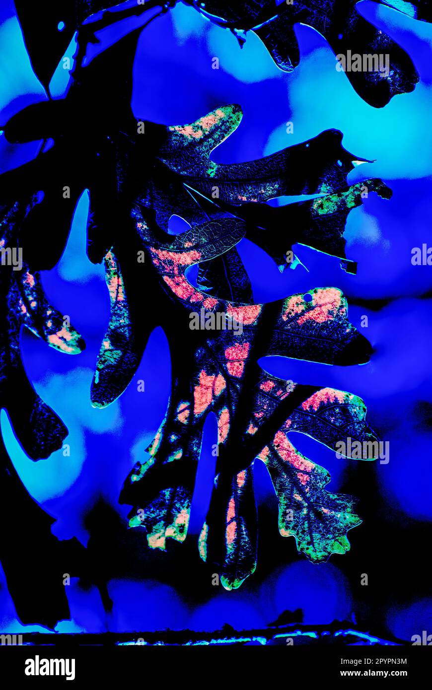 Vadnais Heights, MN. Beautiful artful version of Backlit Bur Oak leaves ...