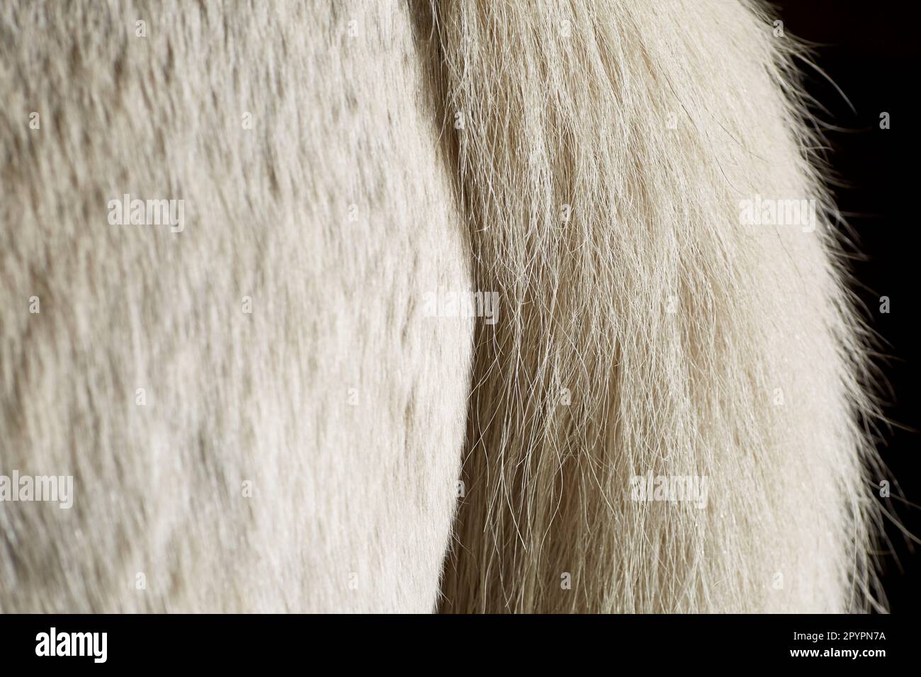 Tail black with white end hi-res stock photography and images - Alamy