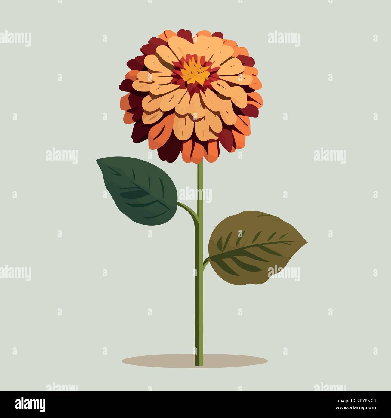 Zinnia flowering plant isolated minimalist vector illustration Stock ...