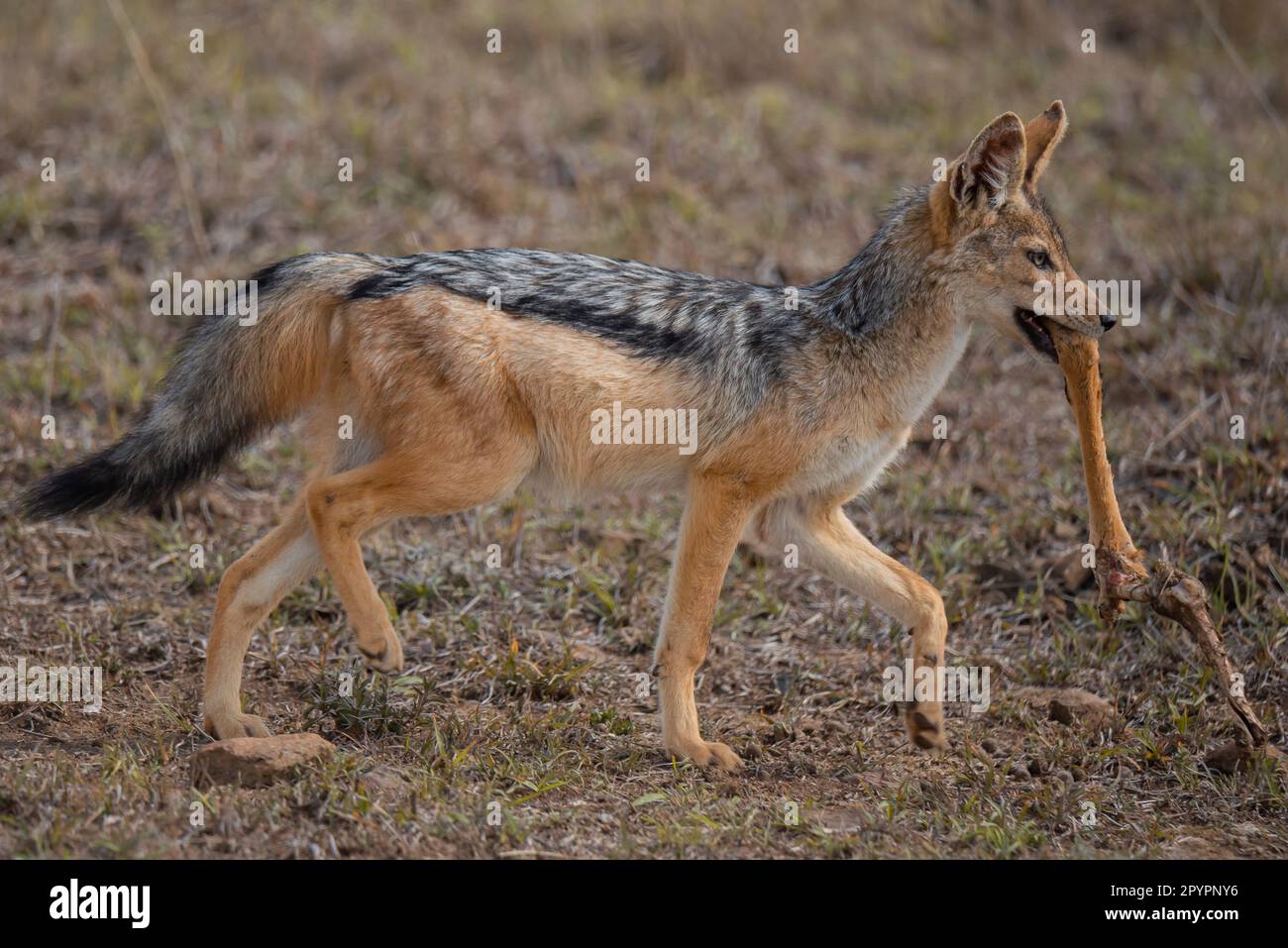 A silver backed jackal running off with an antelope leg Stock Photo - Alamy