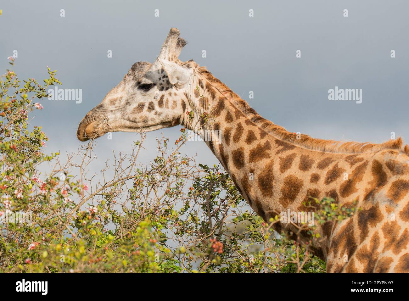 A giraffe feeding on leaves from a tree at the Nairobi national park ...