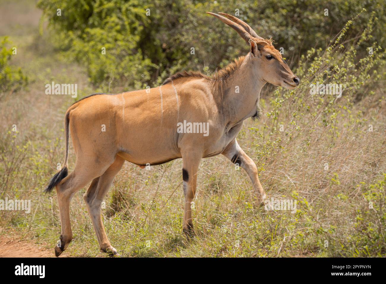 A common eland antelope at the Nairobi national park in Kenya Stock ...
