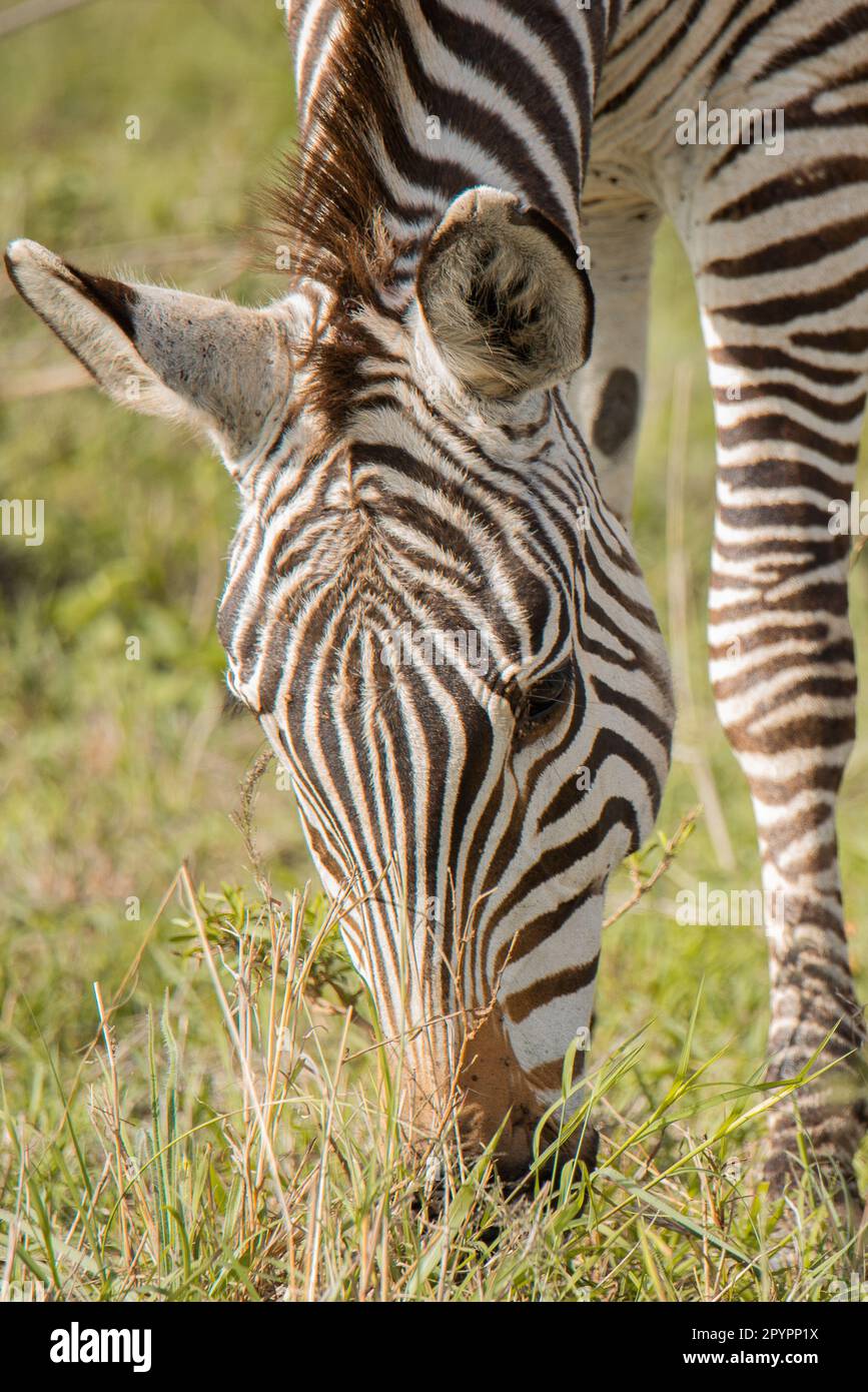 Africa kenya nairobi zebra hi-res stock photography and images - Alamy