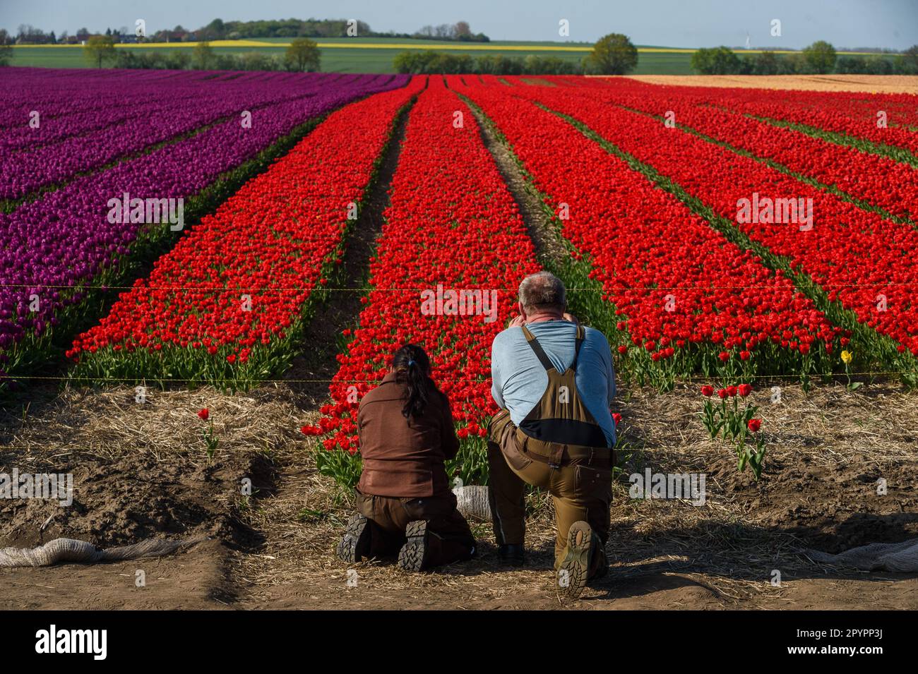 People take photos of the blooming tulip field in Schwaneberg near ...