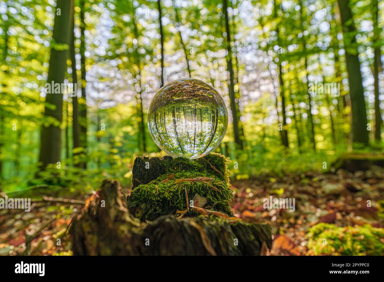 Environment Concept - Crystal Earth On moss In Forest With Ferns And ...