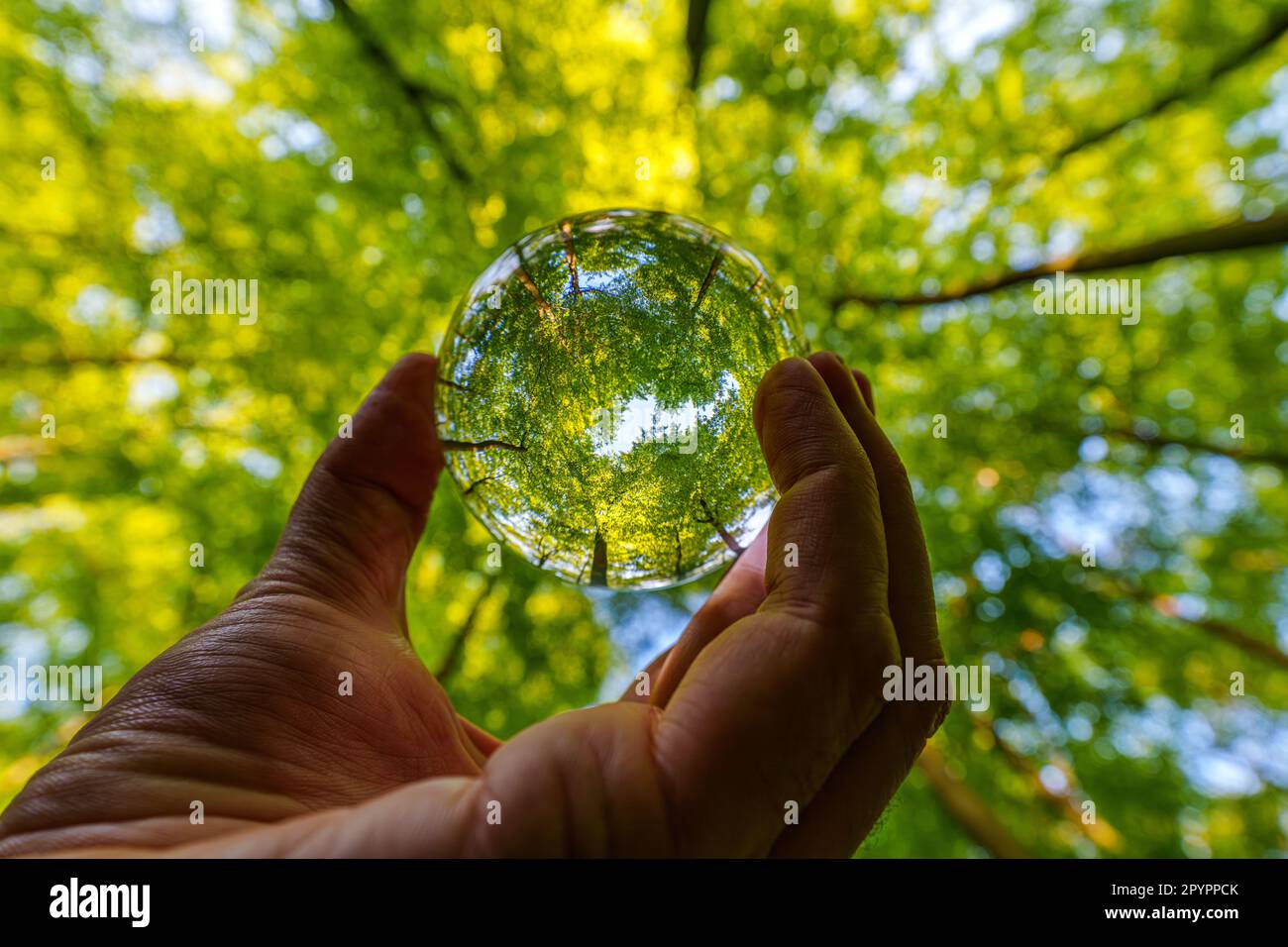 Environment Concept - Crystal Earth On moss In Forest With Ferns And ...