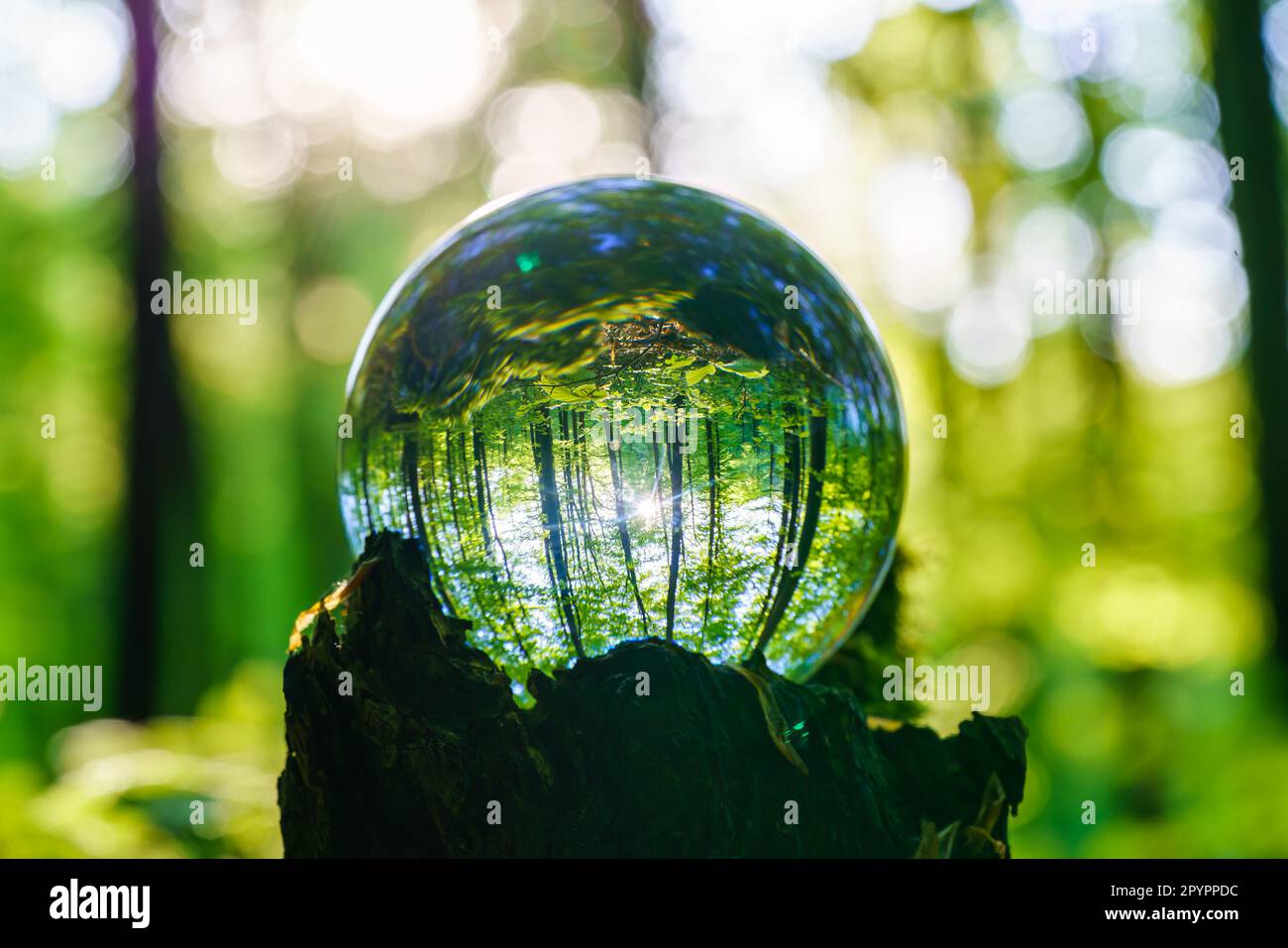 Environment Concept - Crystal Earth On moss In Forest With Ferns And ...