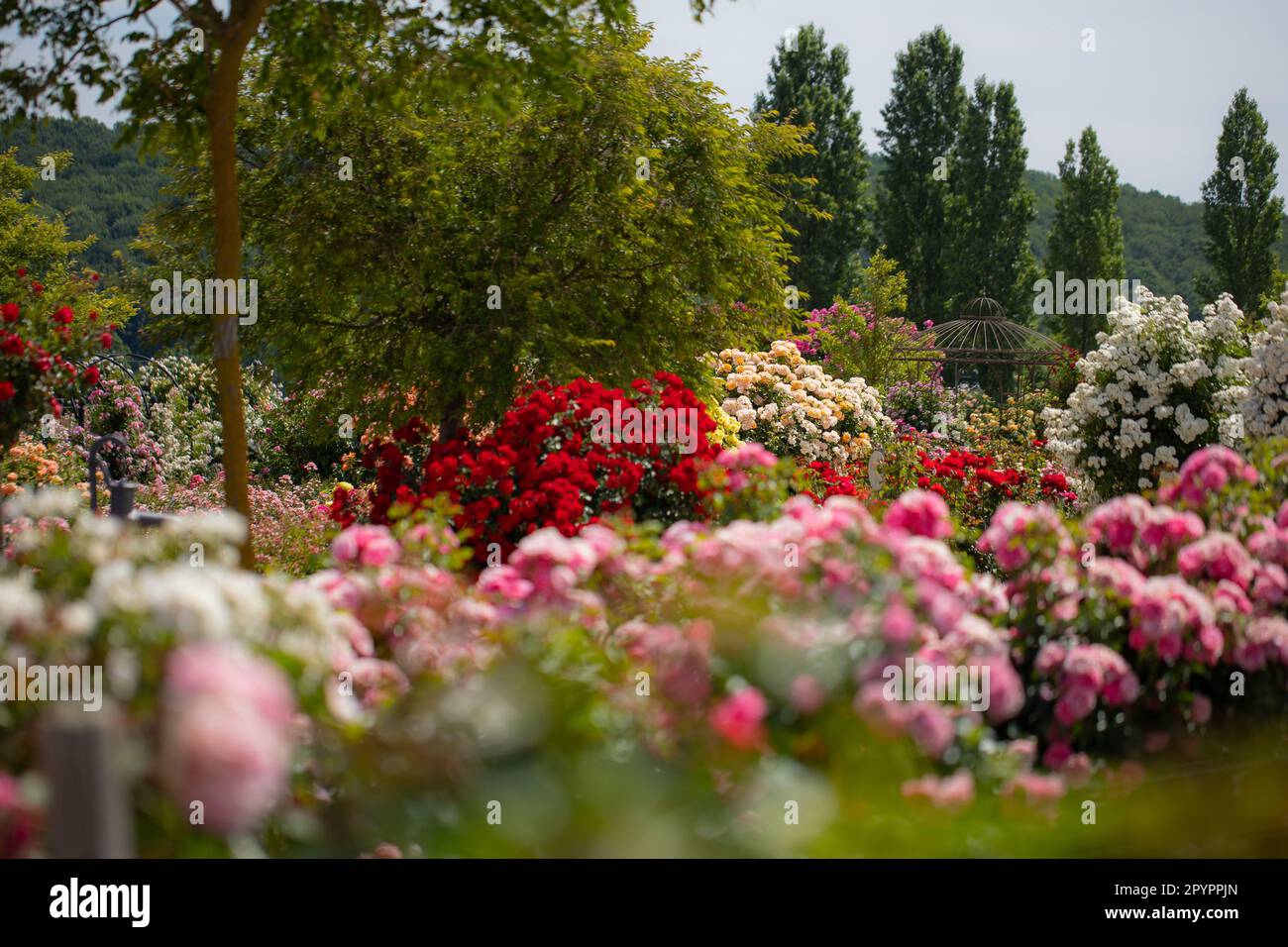 A variety of rose bushes in different colors in full bloom in the sun ...