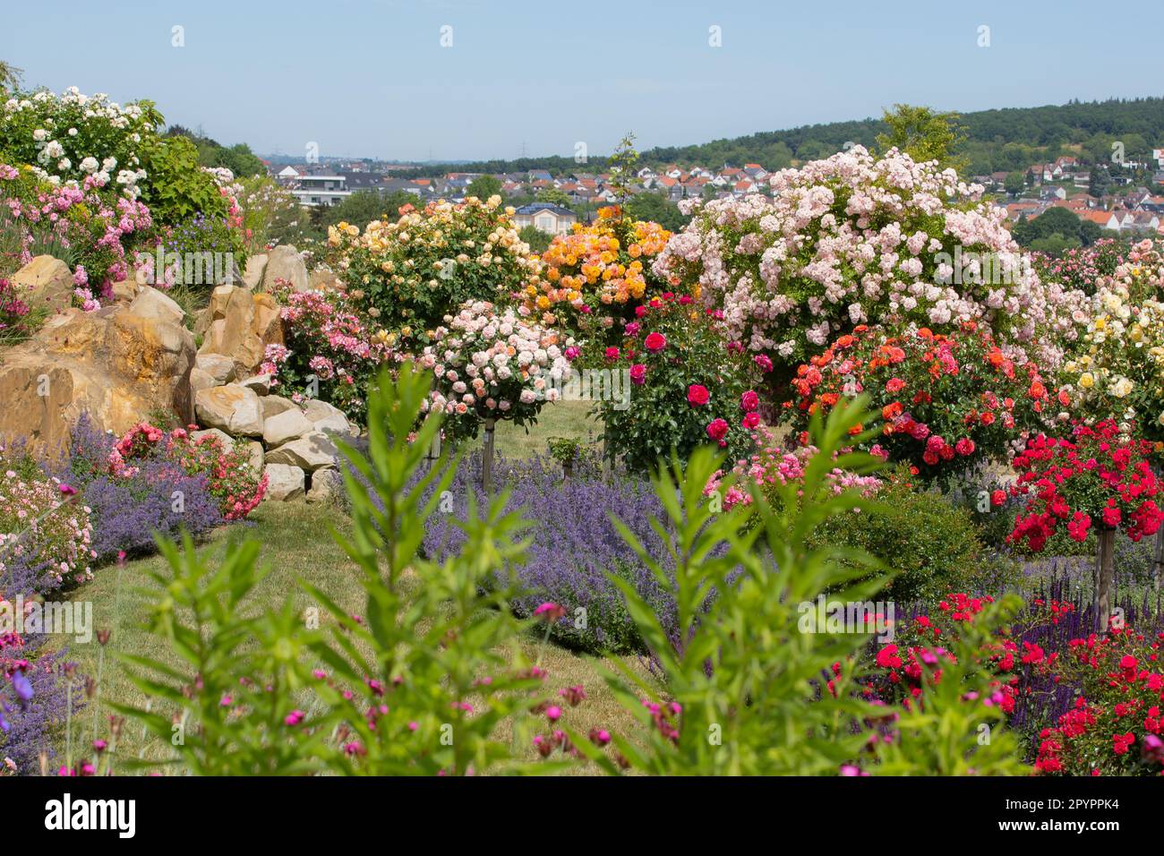 A variety of rose bushes in different colors in full bloom Stock Photo ...