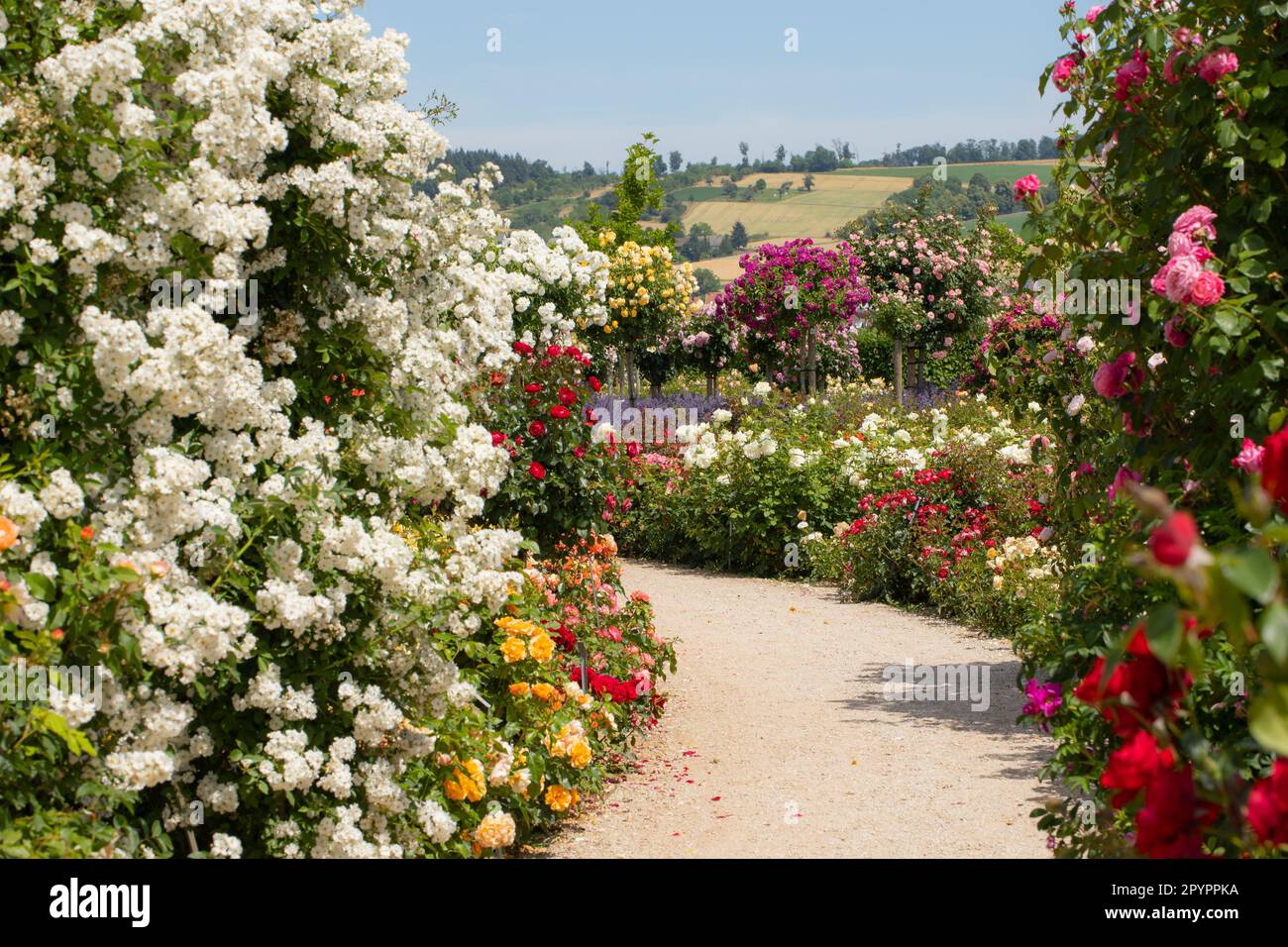 a footway between a variety of rose bushes in different colors Stock ...