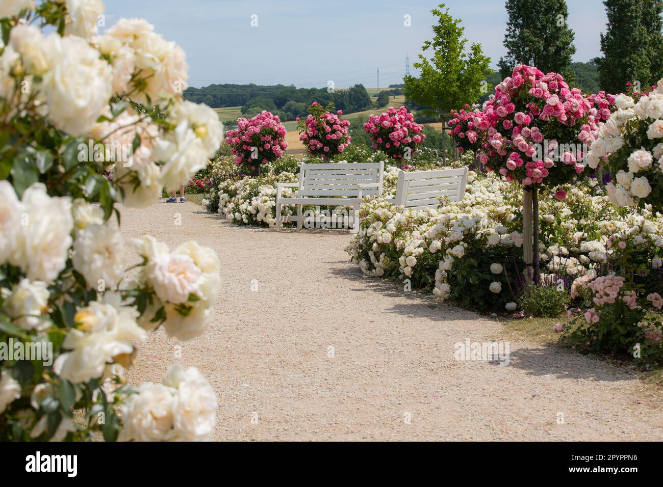 Two benches on a footway between a variety of rose bushes in different ...