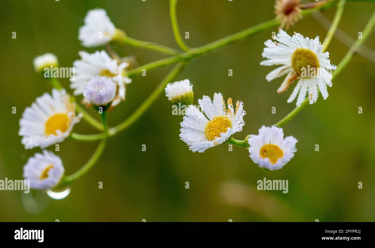 Beautiful daisy covered dew hi-res stock photography and images - Alamy
