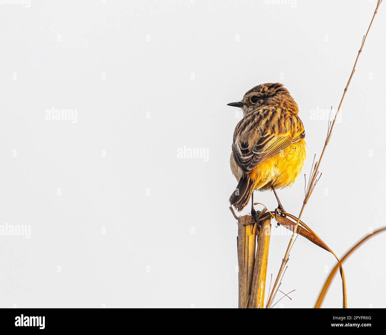 A stone chat resting on a dry grass Stock Photo - Alamy