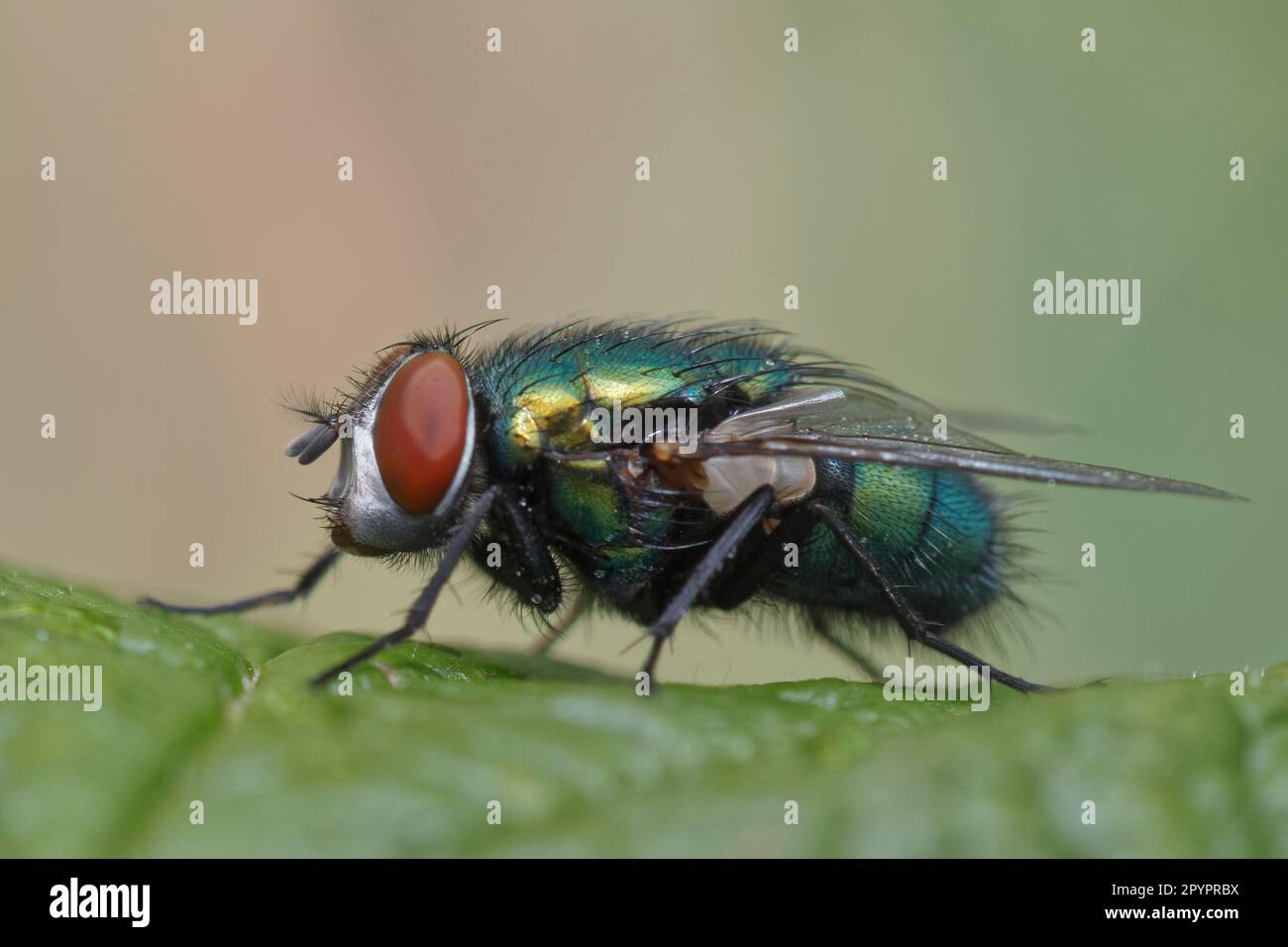 The common green bottle fly, blowfly, with brilliant green, blue and ...