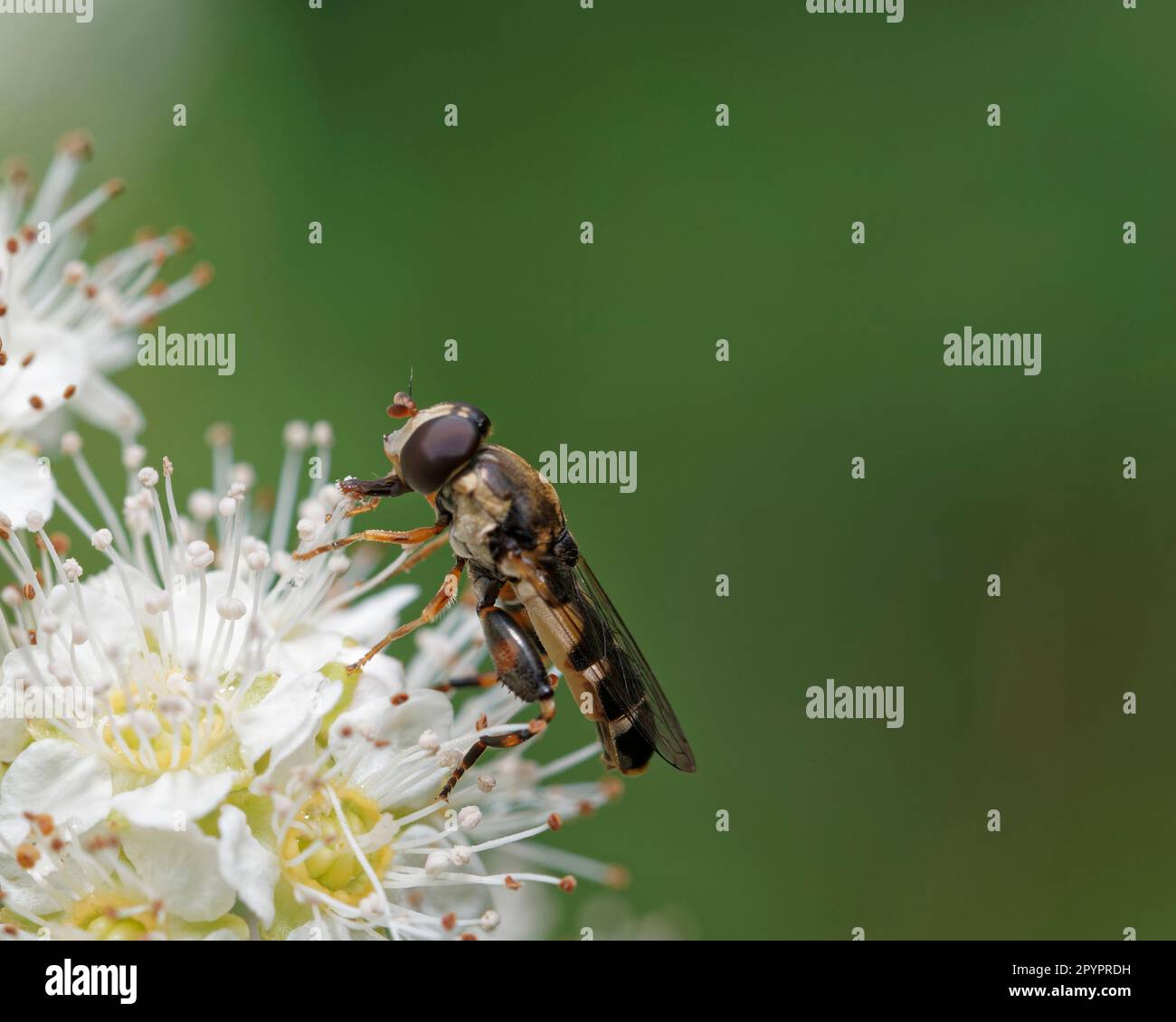 The thick-legged hover fly feeding on plant pollen. This fly gets its ...