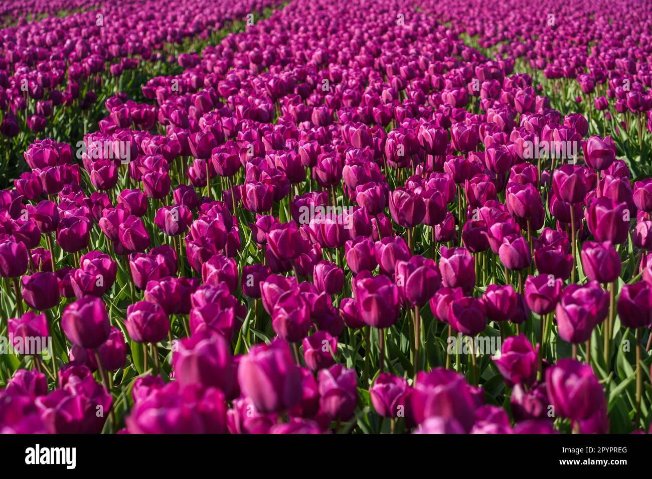 Magdeburg, Germany. 3rd May, 2023. Fields of tulips are in bloom in ...