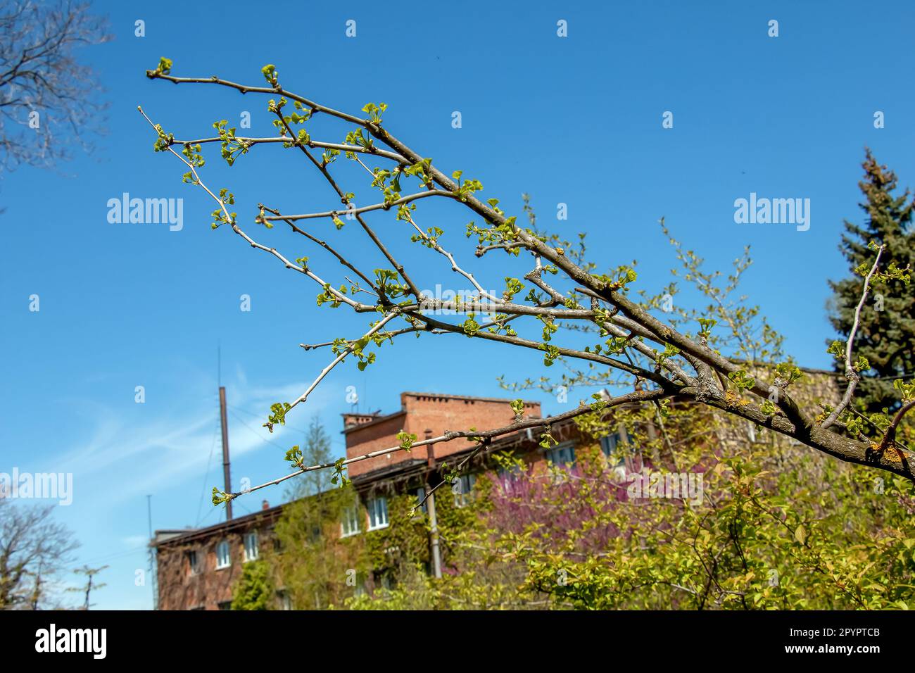 Gingko biloba pendula hi-res stock photography and images - Alamy