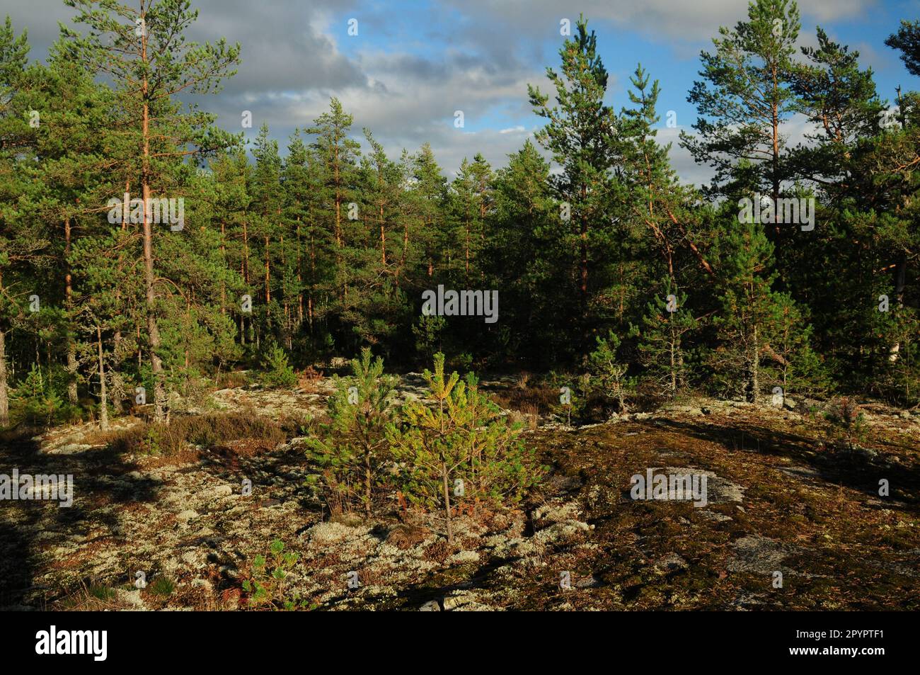Sammalahdenmaki hi-res stock photography and images - Alamy