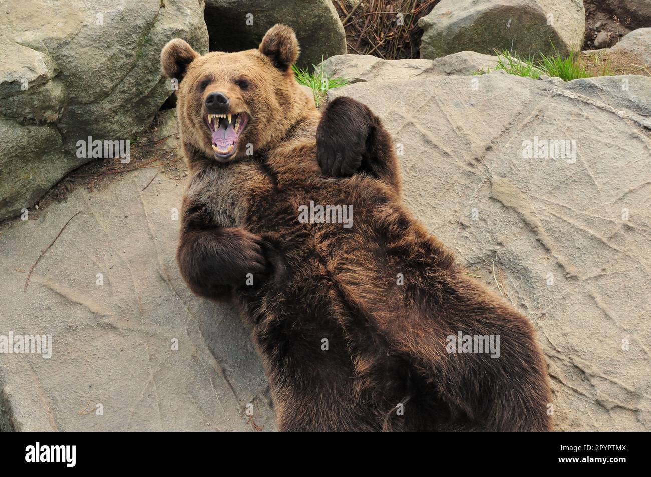 Funny brown bear hi-res stock photography and images - Alamy