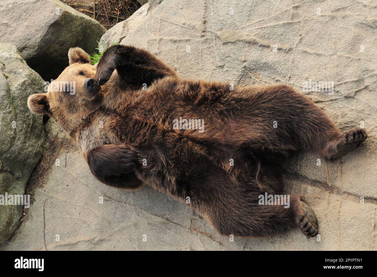 Brown Bear Lying Around In Ranua Zoo Finland On A Beautiful Sunny ...