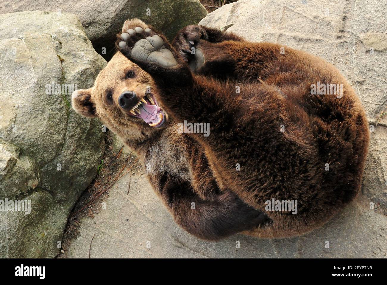 Playing Brown Bear In Ranua Zoo Finland On A Beautiful Sunny Summer Day ...
