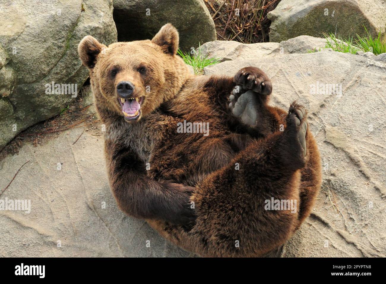 Brown Bear Having Fun In Ranua Zoo Finland On A Beautiful Sunny Summer ...
