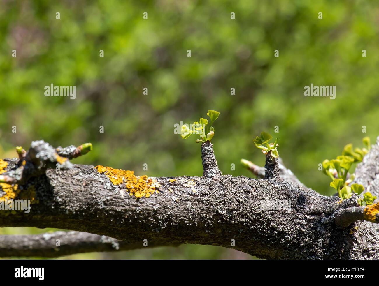 Gingko biloba pendula hi-res stock photography and images - Alamy